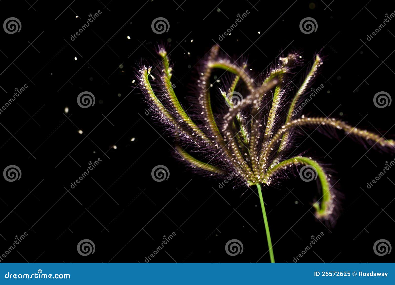 Grass Flower Blowing in the Wind Stock Image - Image of cereal, green ...