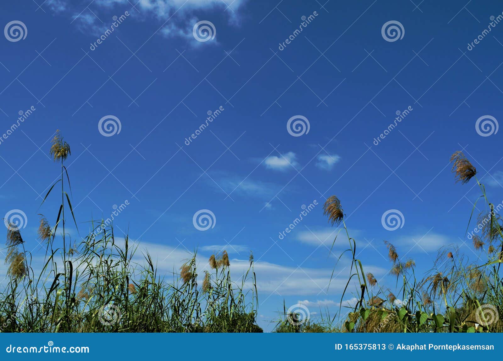 Grass Flower Blowing from Wind in Cloud Background 库存图片 - 图片 包括有 äº‘å½ ...