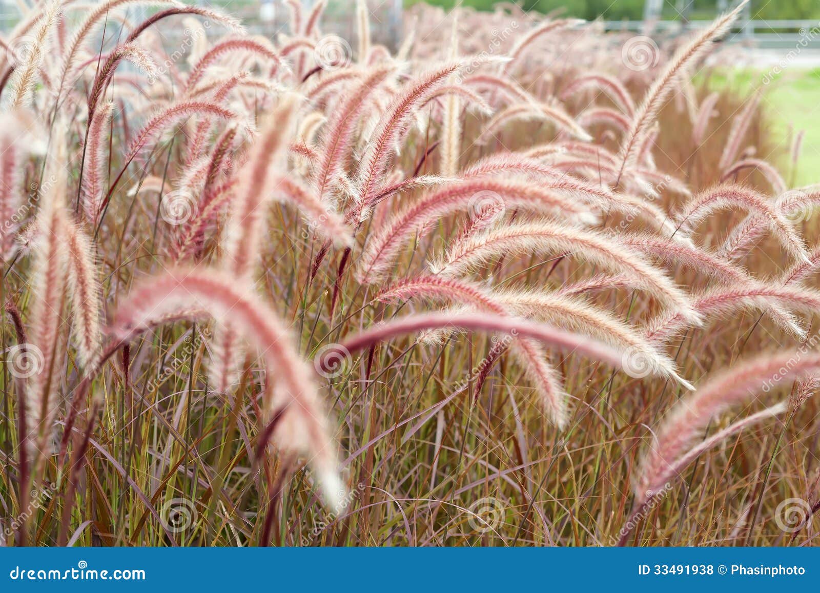 Grass Flower With Blurbackground Stock Photo | CartoonDealer.com #52172748