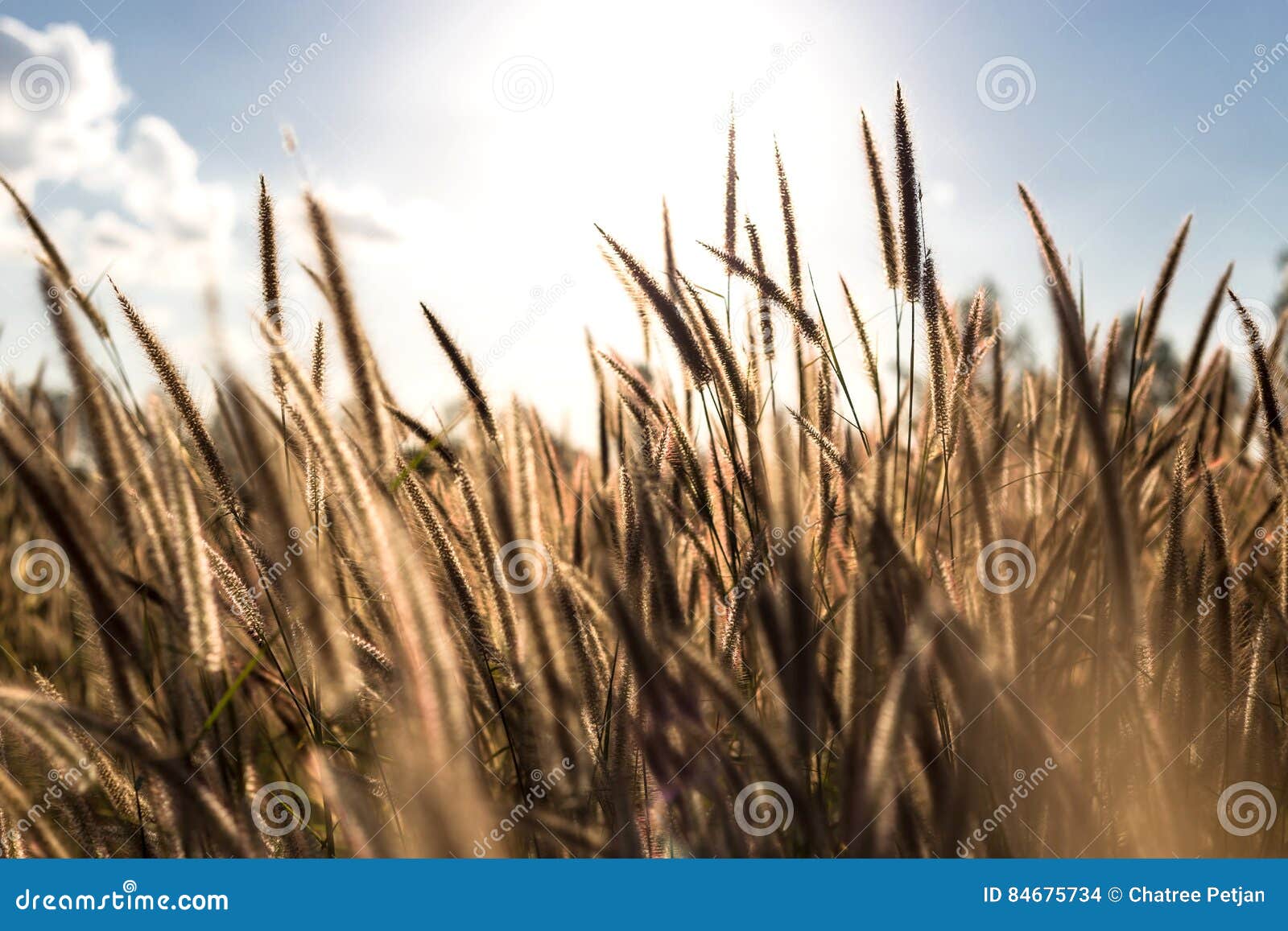 Grass Flower Field during Sunset Stock Photo - Image of retro, plant ...