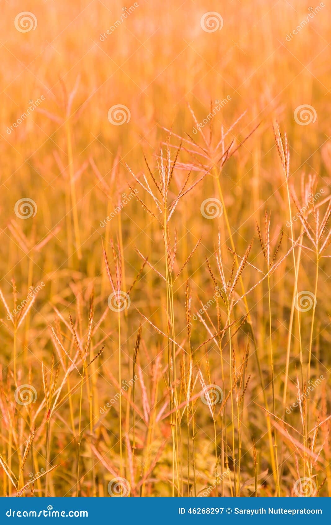 Grass flower field u stock image. Image of lawn, close - 46268297