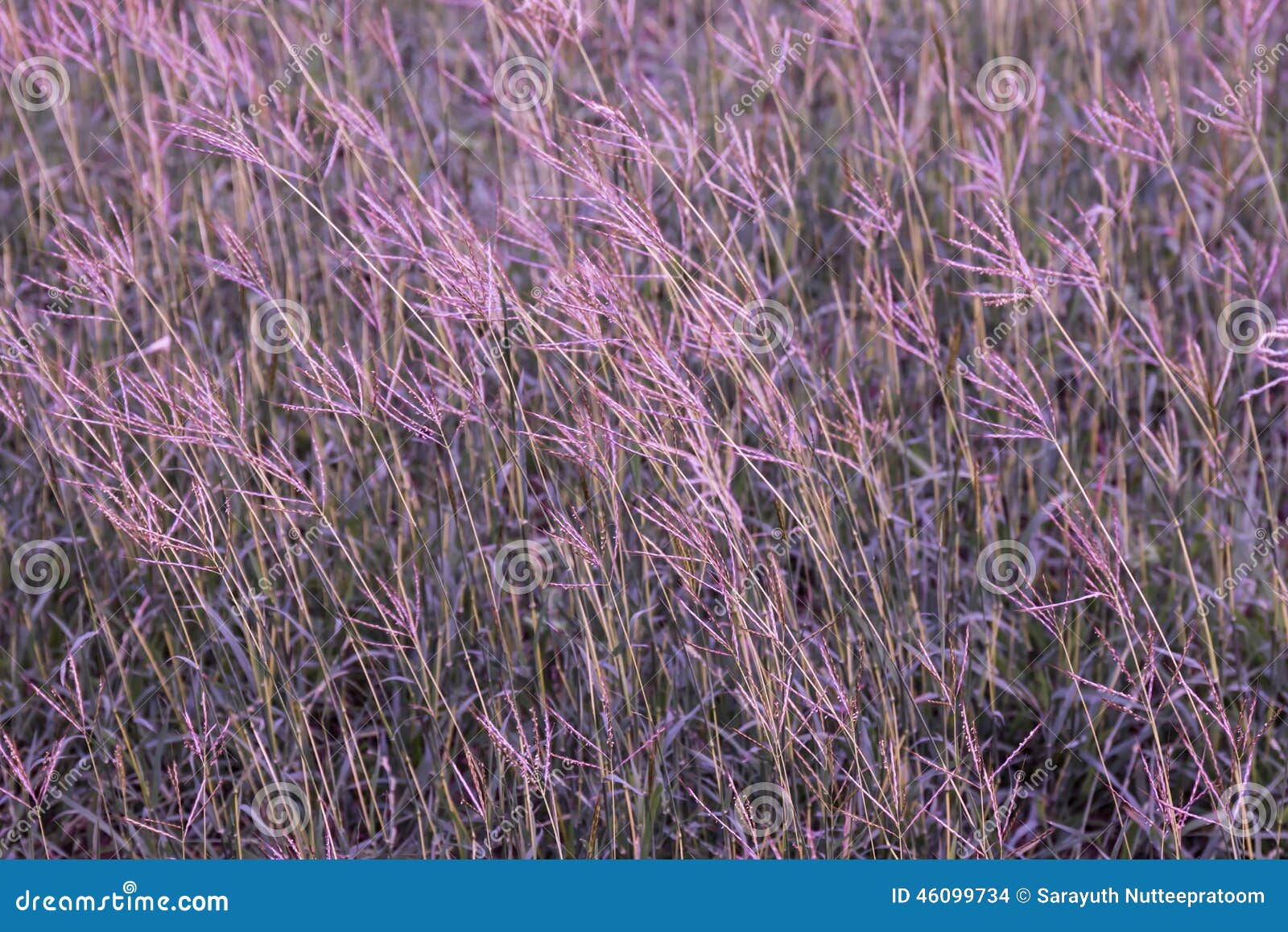 Grass flower field stock photo. Image of abstract, color - 46099734