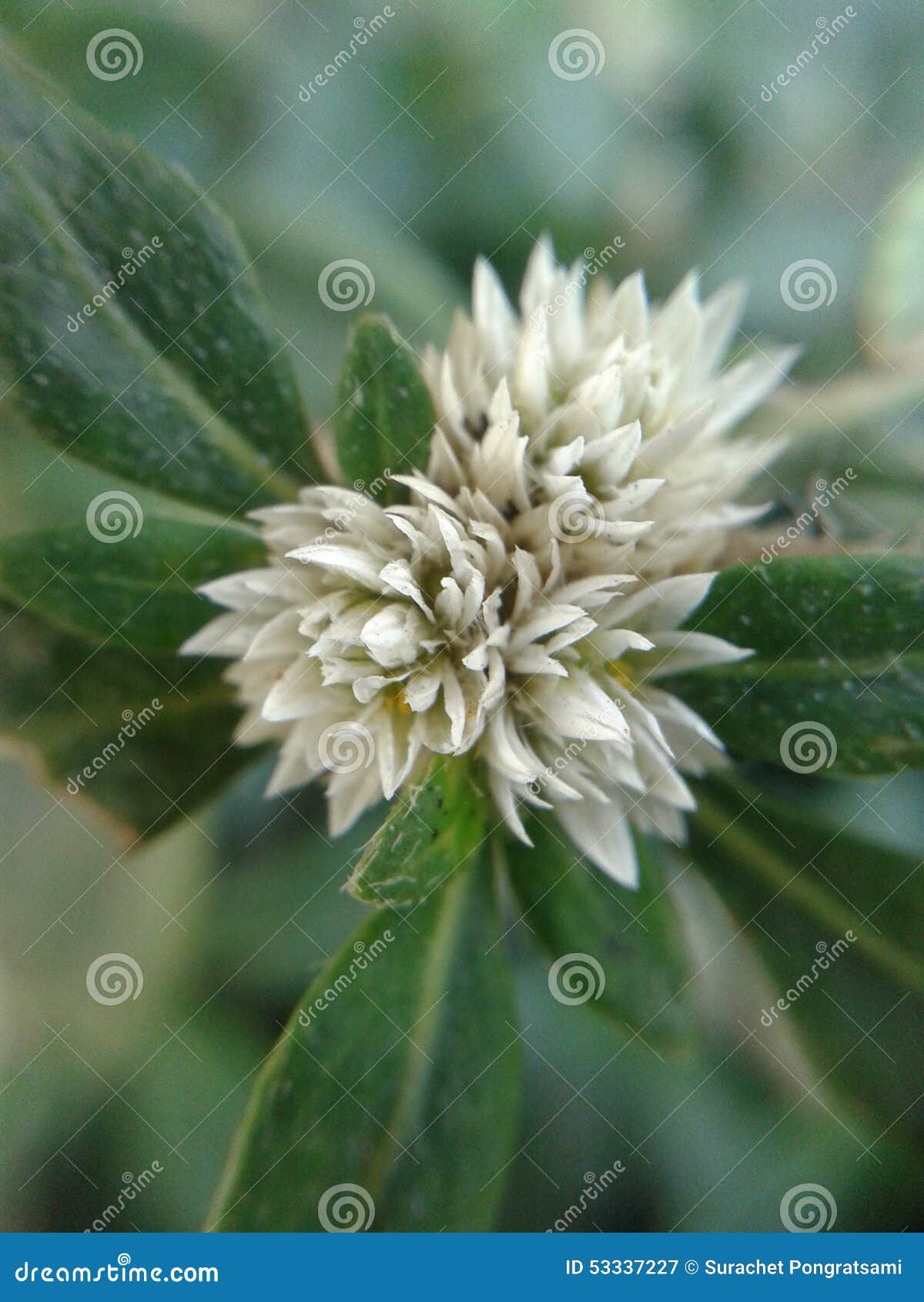Grass flower stock image. Image of plants, flora, floral - 53337227