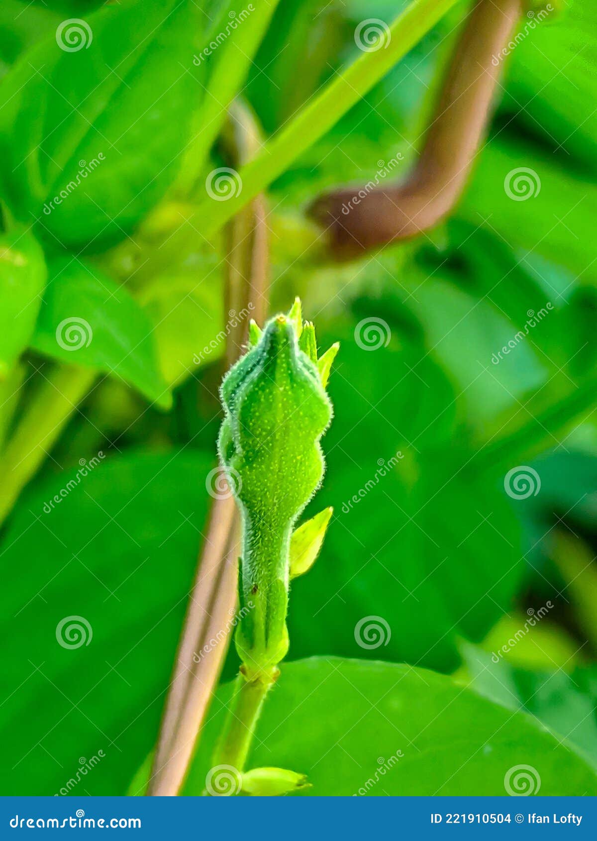 Grass Flower Garden Tree Flower Green Stock Photo - Image of flower ...