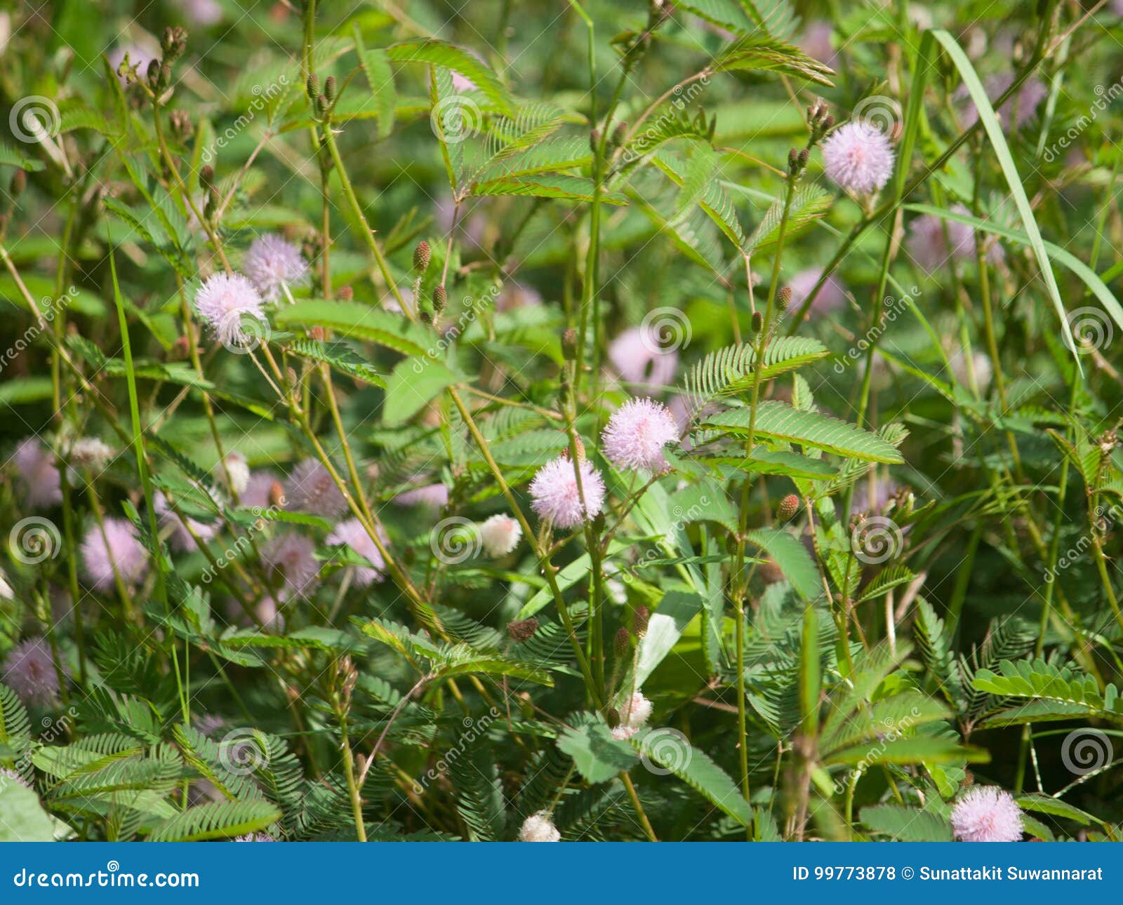 Grass flower stock photo. Image of leaf, natural, meadow - 99773878