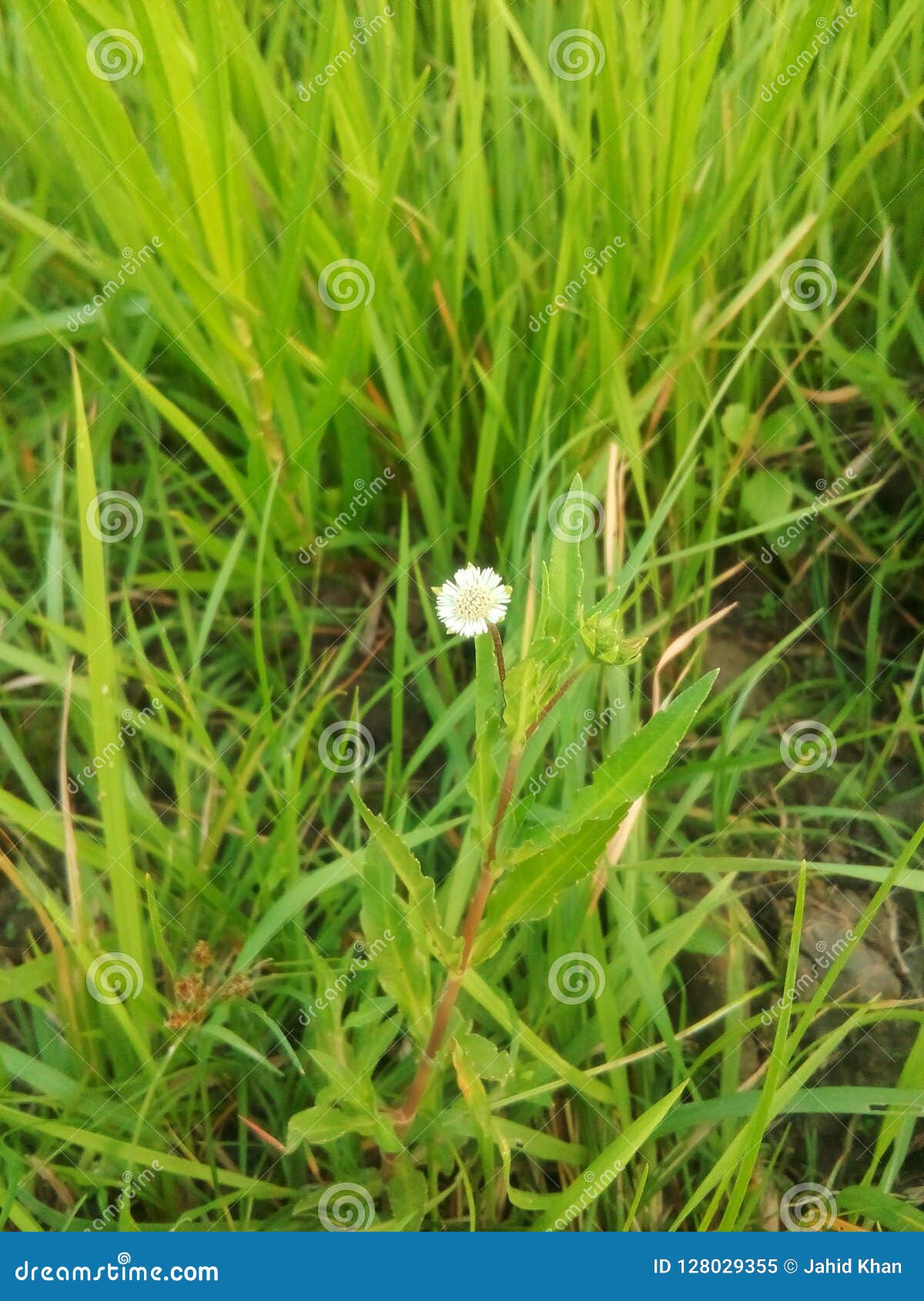 Grass flower stock image. Image of white, green, flower - 128029355