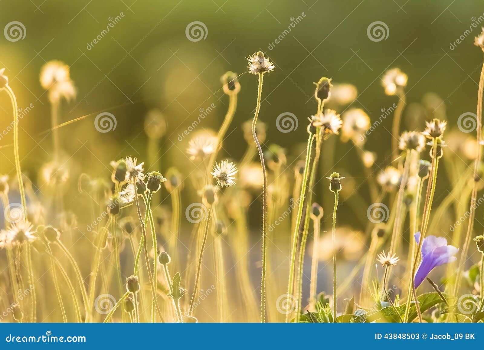 Grass flower stock image. Image of pattern, meadow, relax - 43848503
