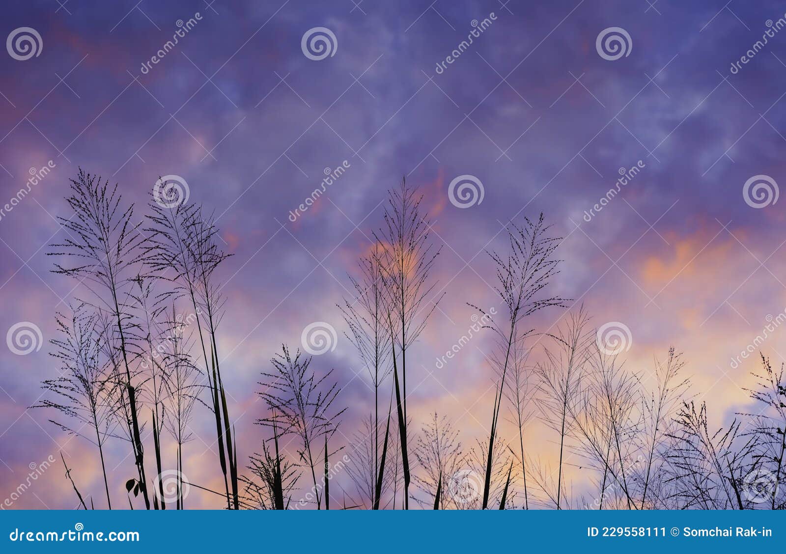 Grass Flower on Pink Sunset Sky and Cloud. Freedom and Nature Concept ...