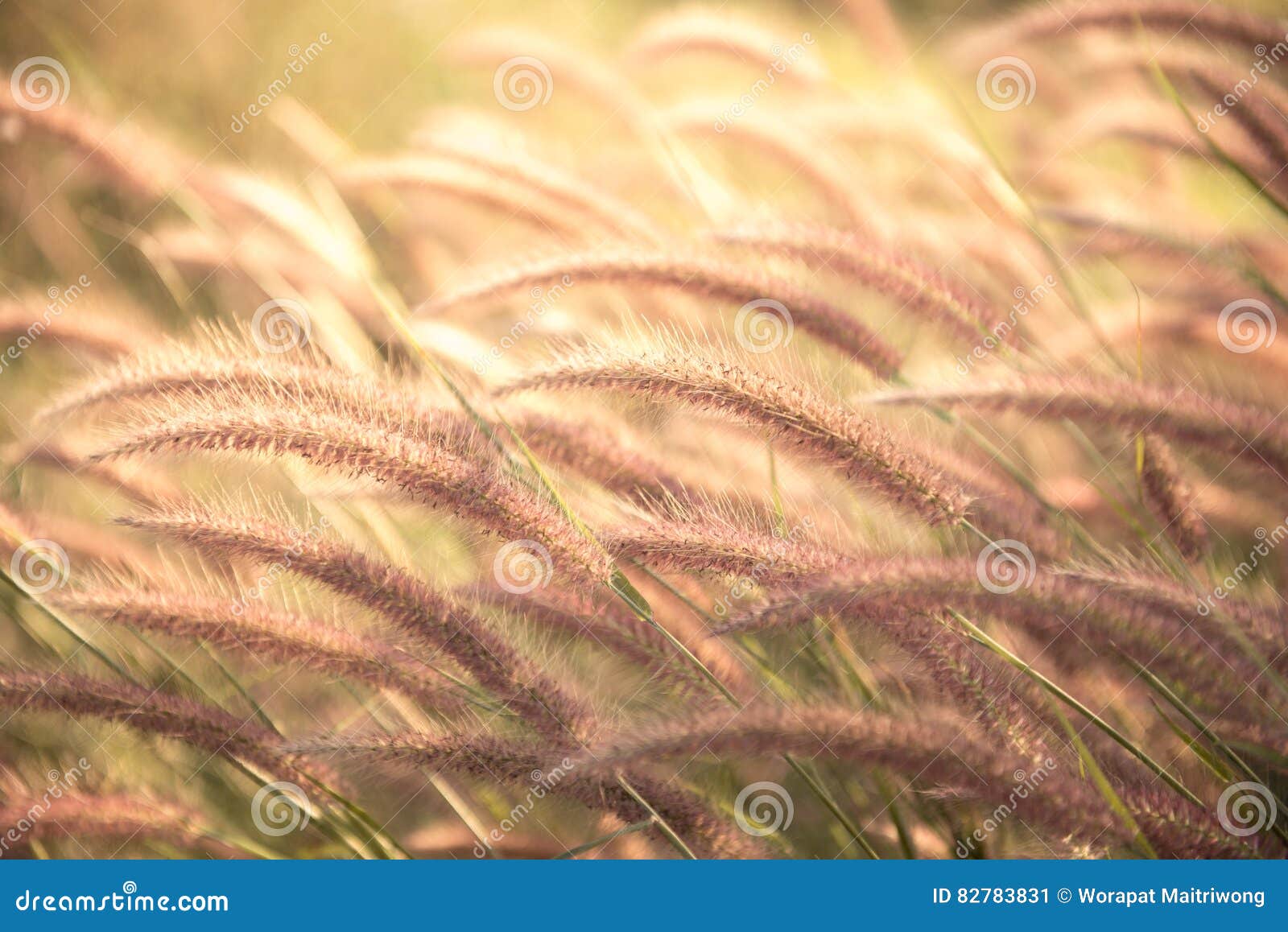 Poaceae Stock Photography | CartoonDealer.com #42443480