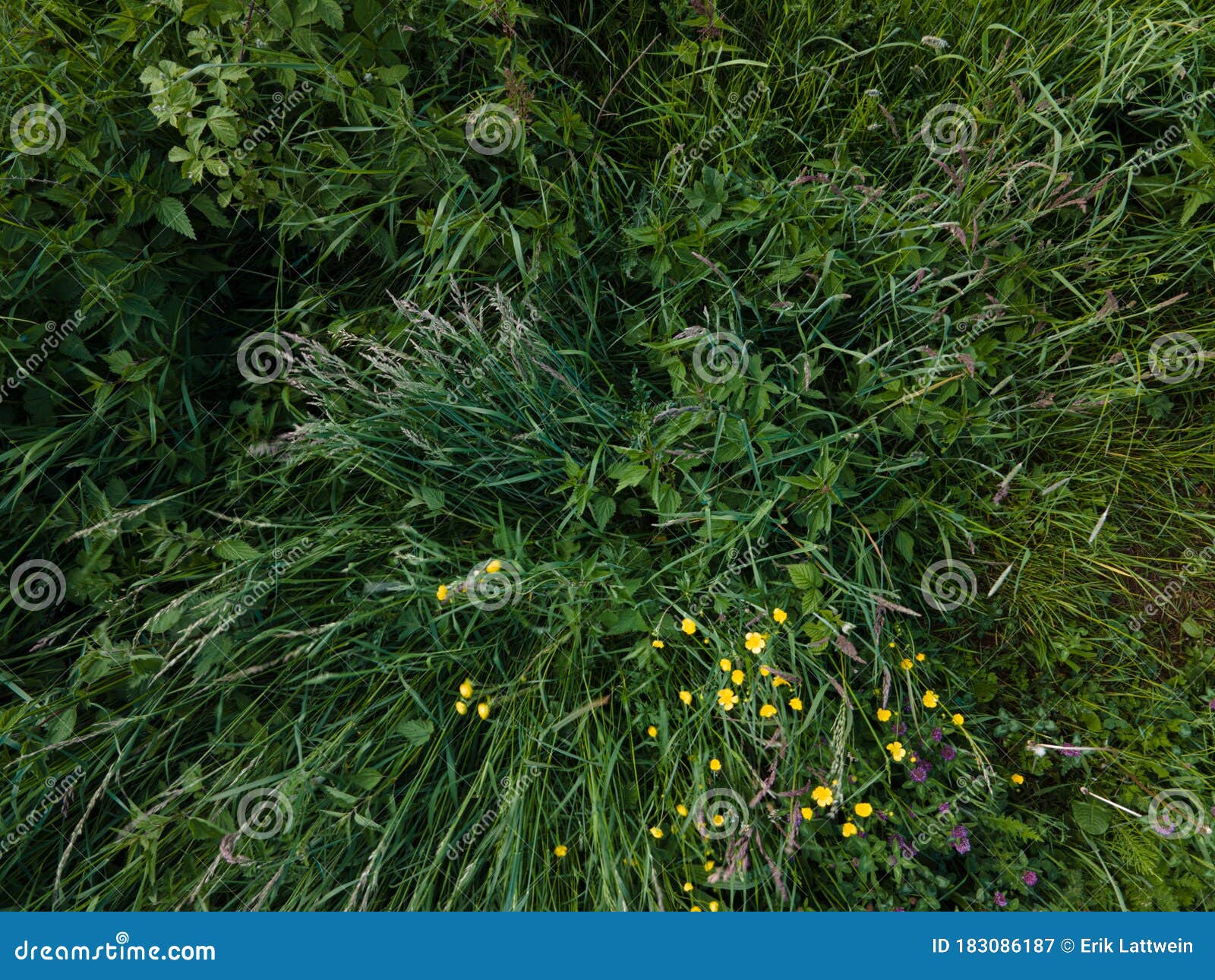 Grass and Flower Texture Background Stock Image - Image of dutch, rural ...