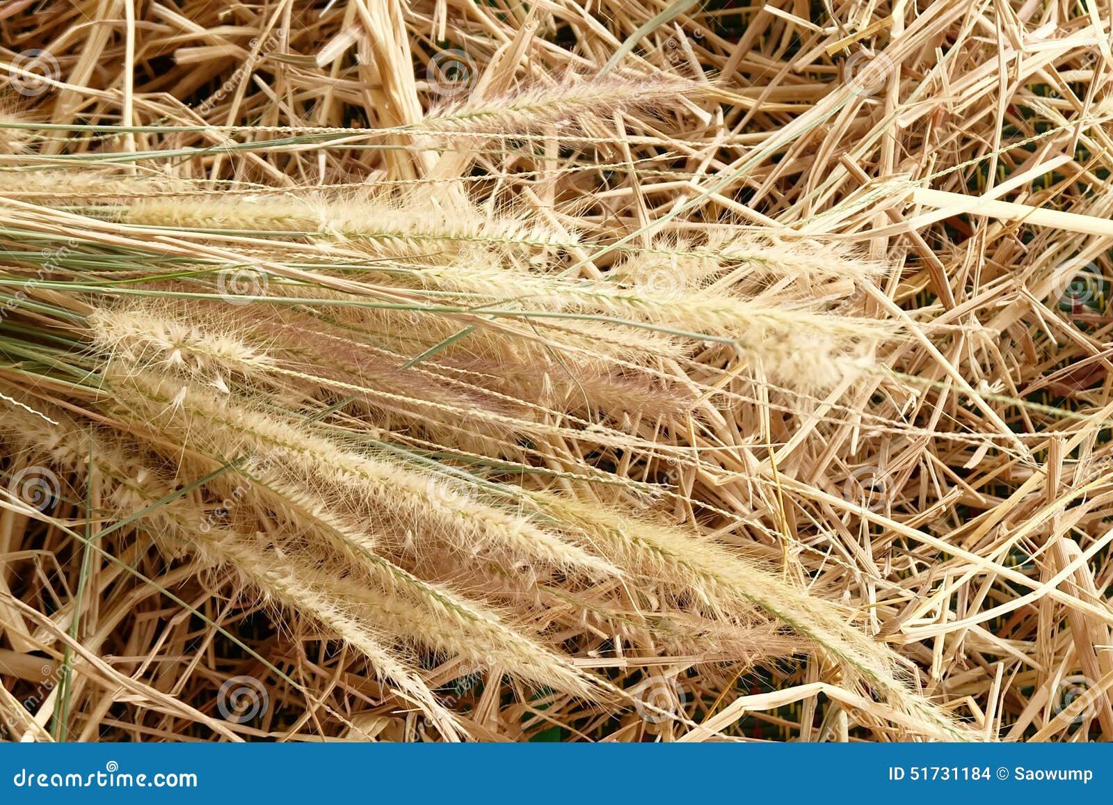 Grass Flower Thatch Straw Vintage Stock Photo - Image of wallpaper ...