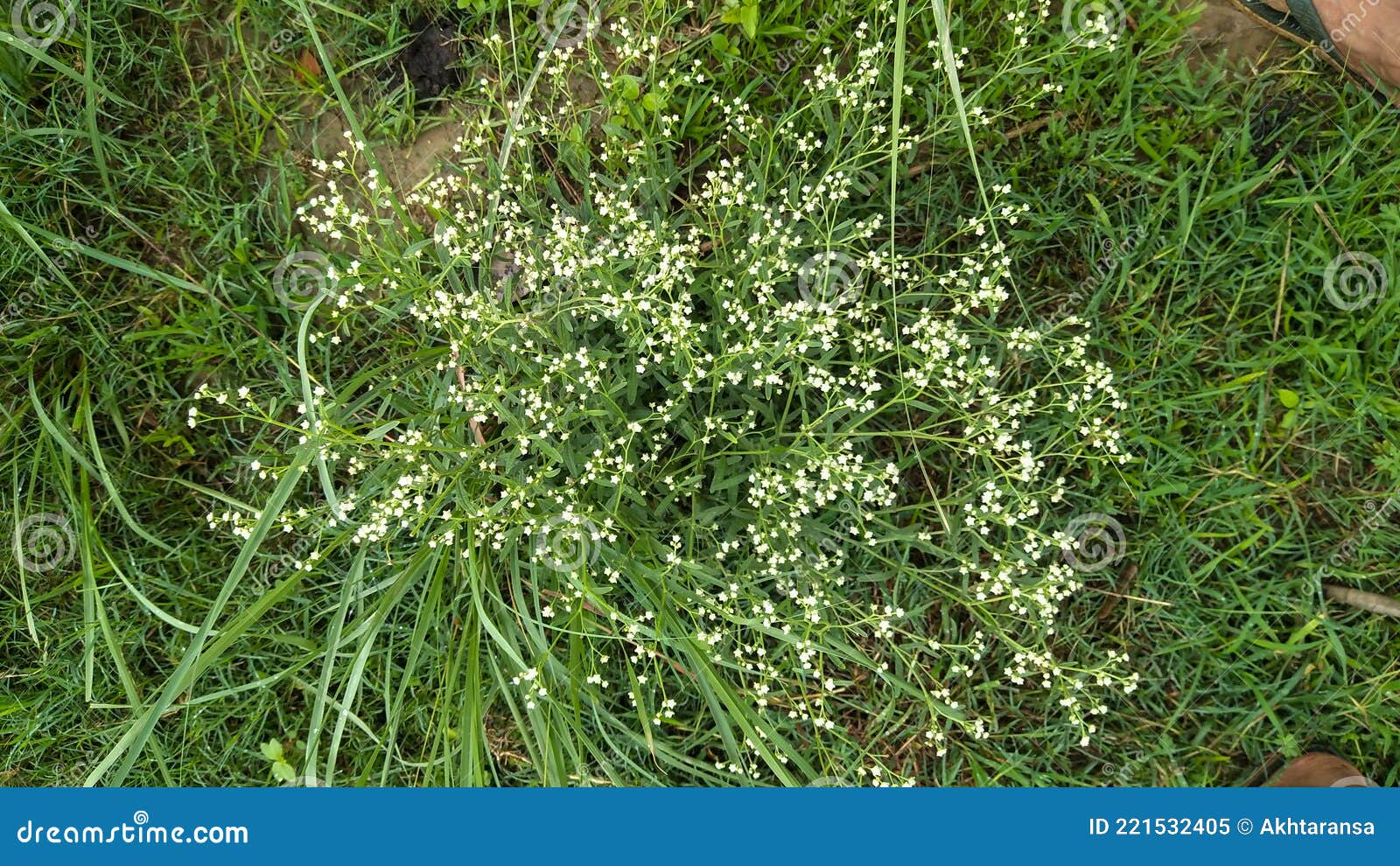 Grass Flower or Tiny White Flower, Smallest Flower Stock Image - Image ...