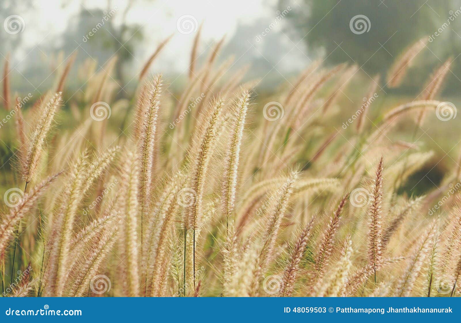 Grass Flower in Vintage Style Stock Image - Image of farm, fresh: 48059503