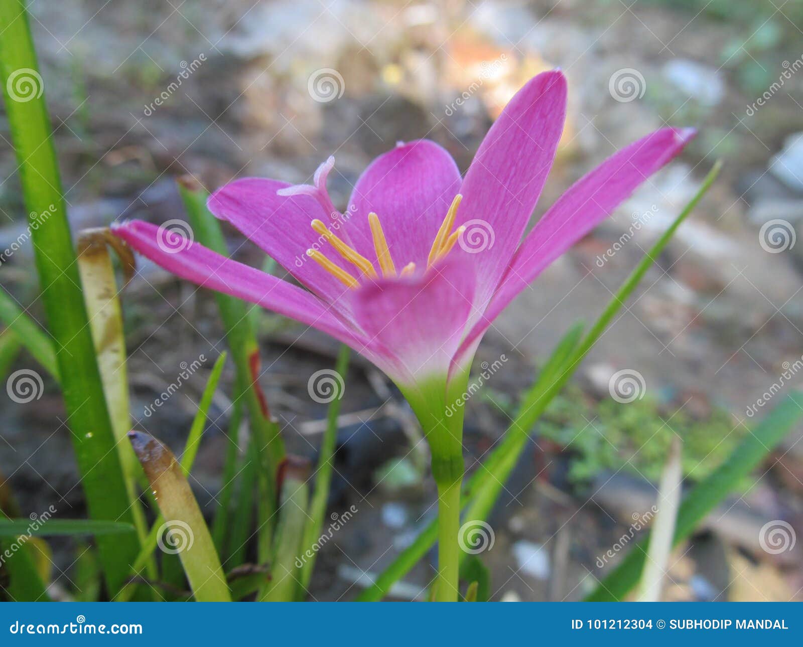 Grass flower wallpaper stock photo. Image of wallpaper - 101212304