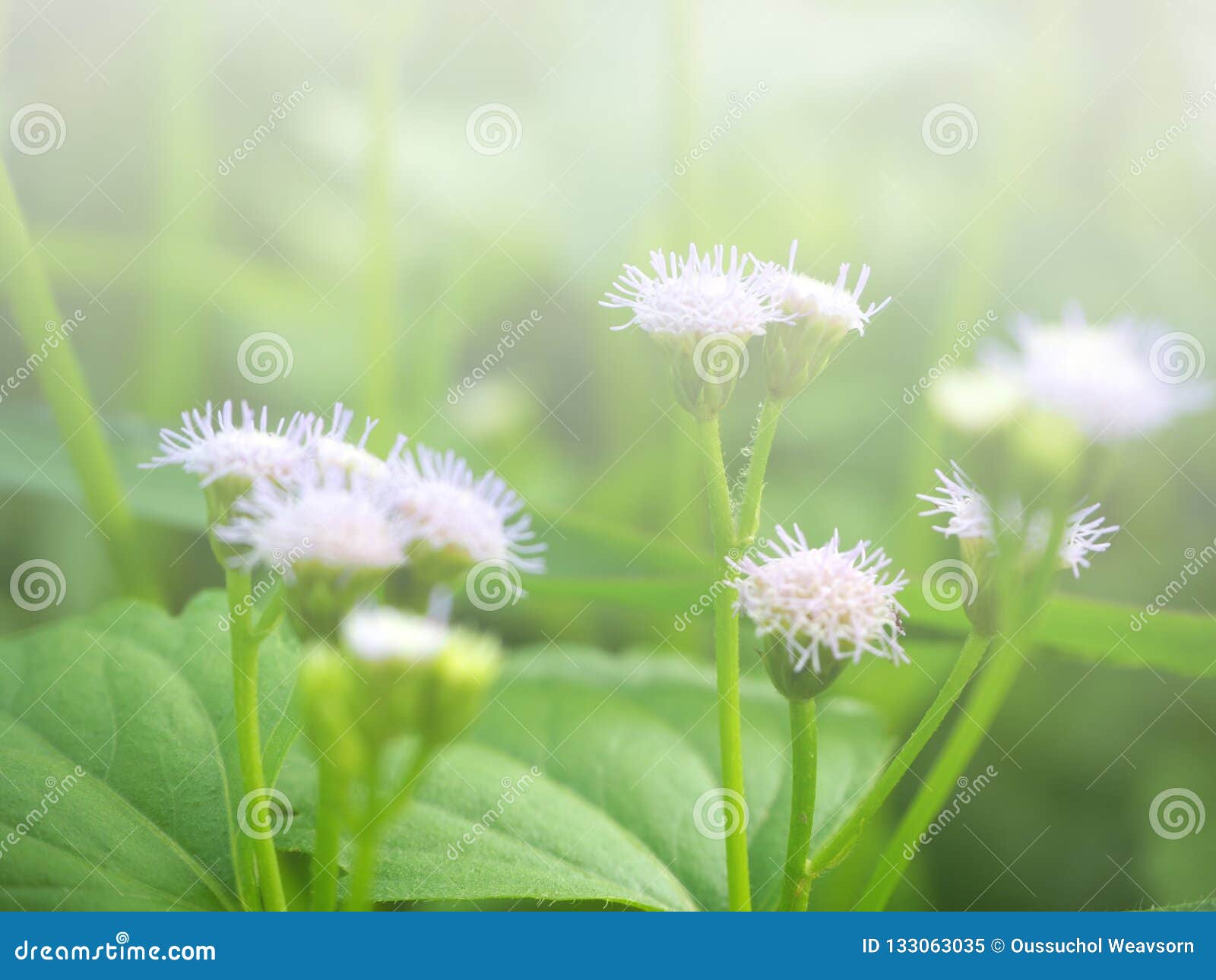 Grass Flowers on the Background Stock Image - Image of spring, macro ...