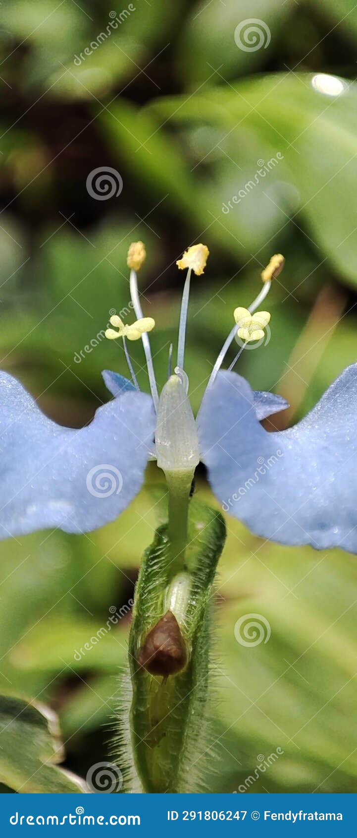 Grass Flowers Growing in PlantationsSukabumiWest Java Stock Image ...