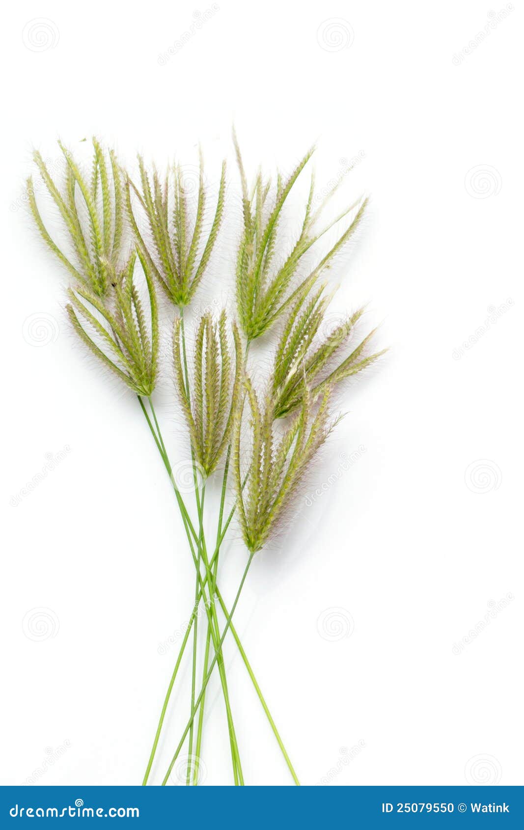 Grass flowers isolated stock photo. Image of field, ornament - 25079550