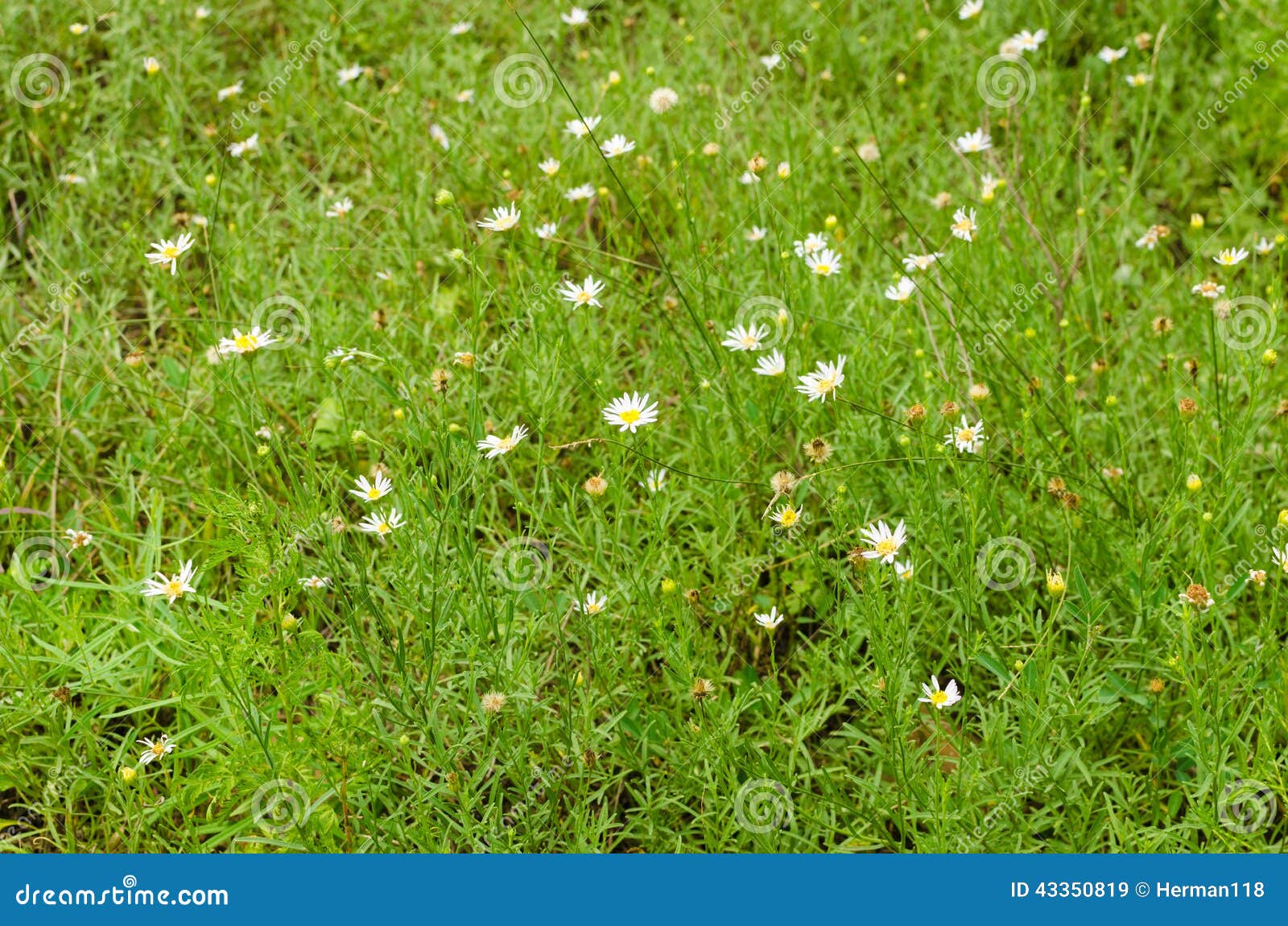 Grass and flowers stock image. Image of meadow, noon - 43350819