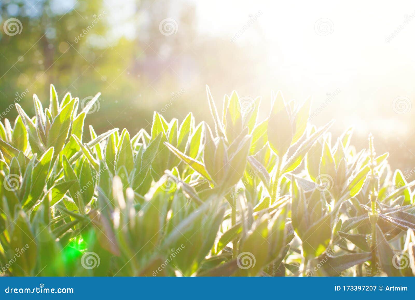 Grass Flowers at Sunrise, Plant in Morning with Sunlight Stock Image ...
