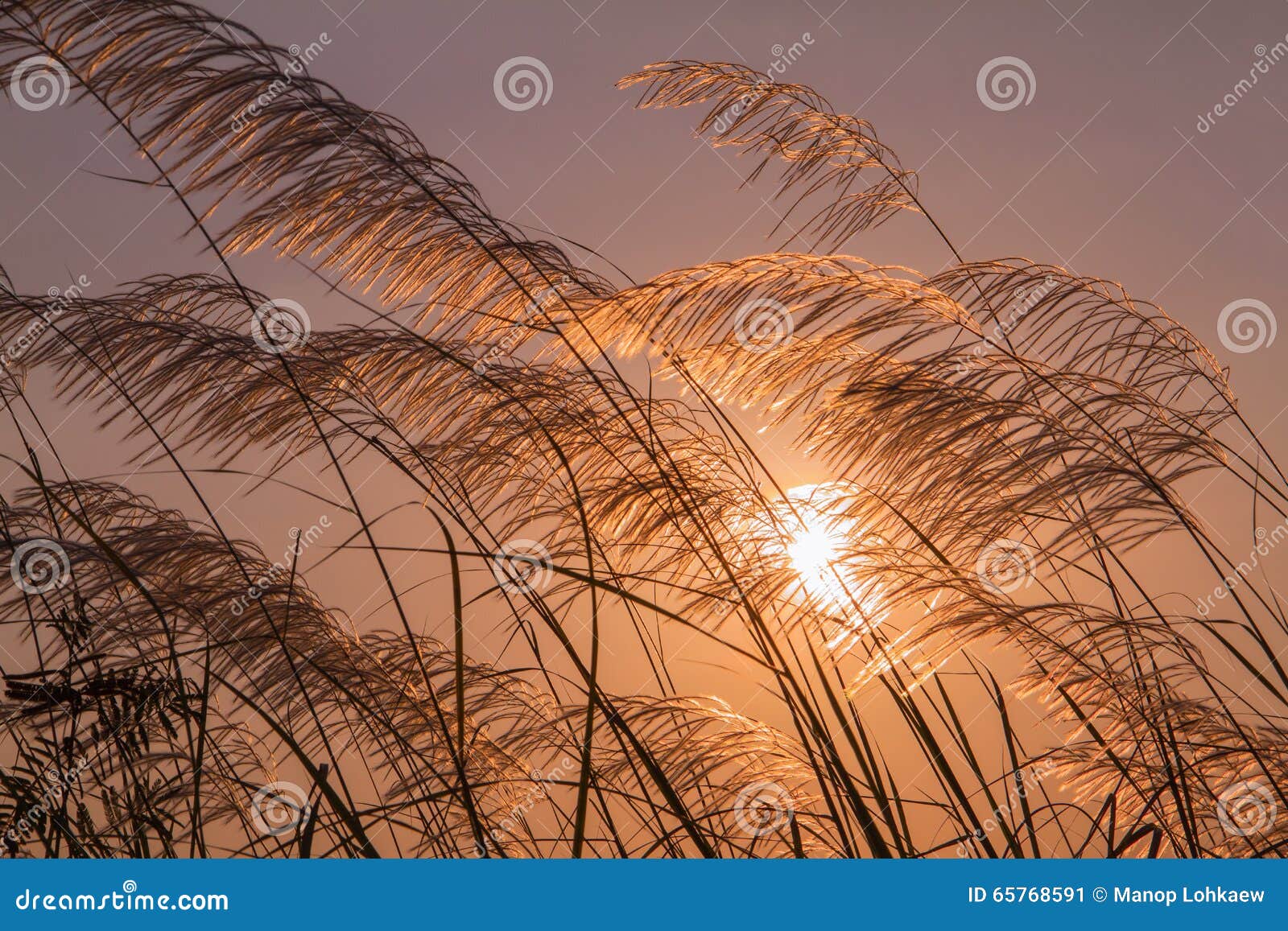 Grass Flowers during Sunset with Low Light Against the Sun Stock Image ...