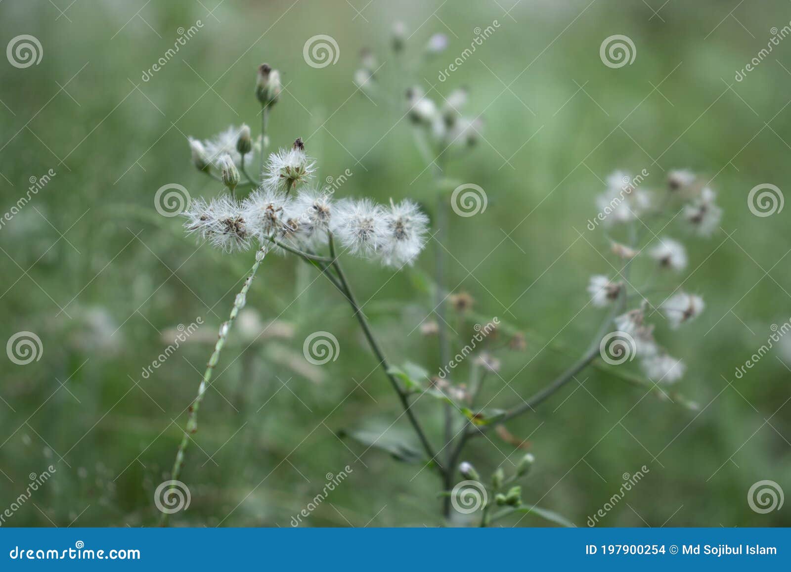 Grass Flowers Whose Fine Thread-like Fur Stock Photo - Image of rest ...