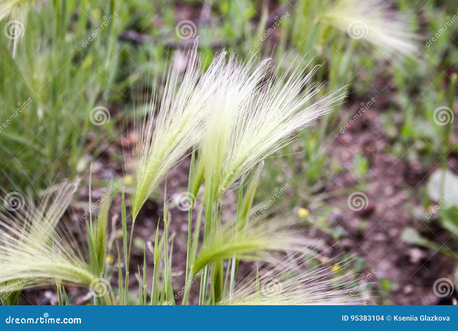 Grass Fluffy Flower. Unusual Stock Photo - Image of coat, grass: 95383104