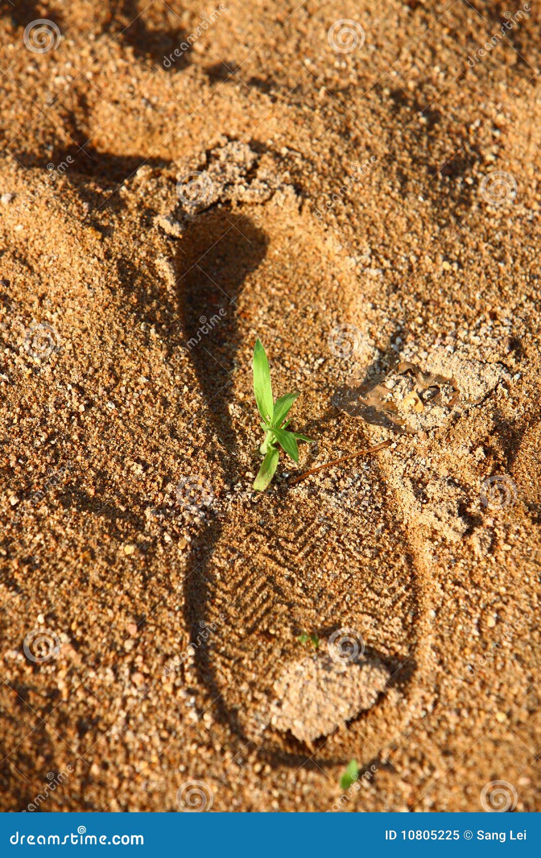 Grass and footprint stock image. Image of detail, closeup - 10805225