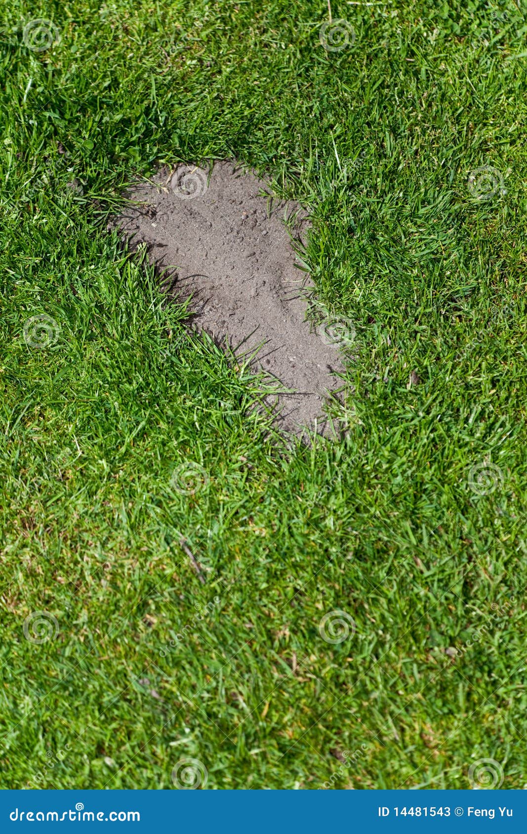 Grass and footprint stock image. Image of damage, lawn - 14481543