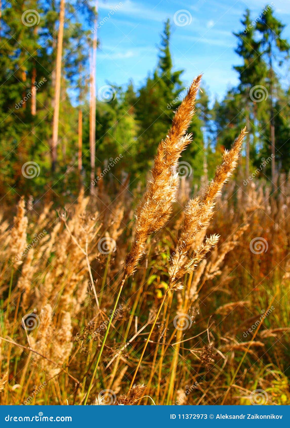 Grass in a forest stock image. Image of tree, trees, campaign - 11372973