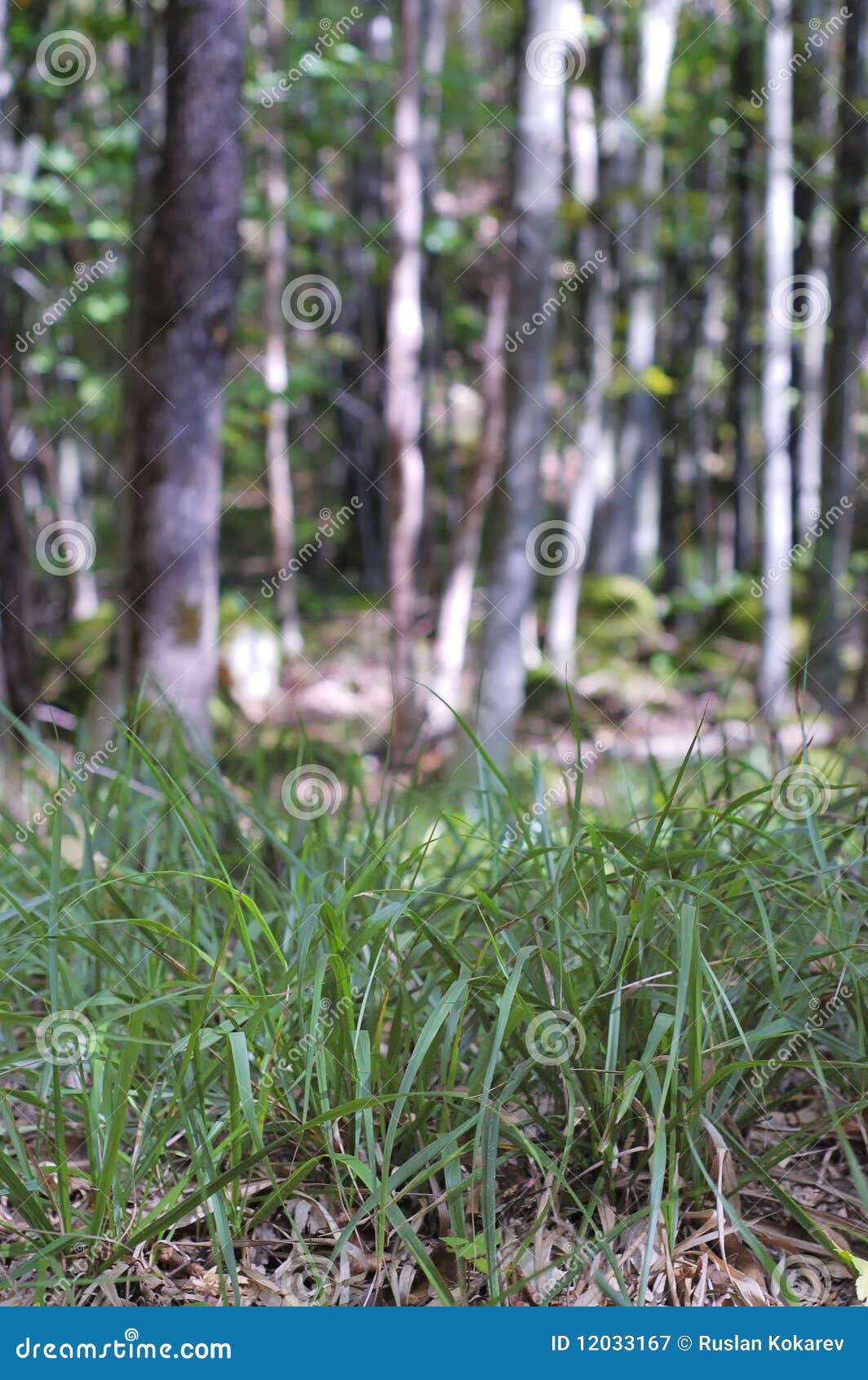 Grass in the forest. stock image. Image of grass, green - 12033167