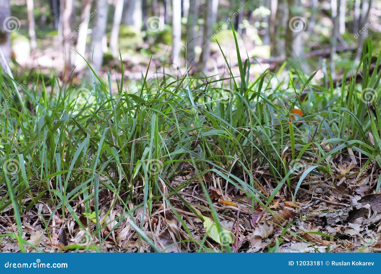 Grass in the forest. stock image. Image of plant, lumber - 12033181