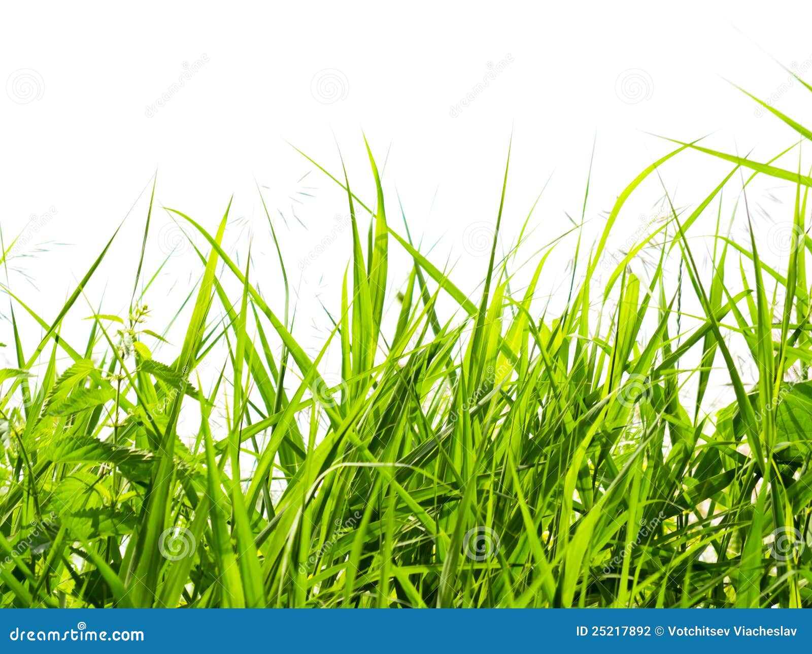 Grass in forest stock photo. Image of scene, scenery - 25217892