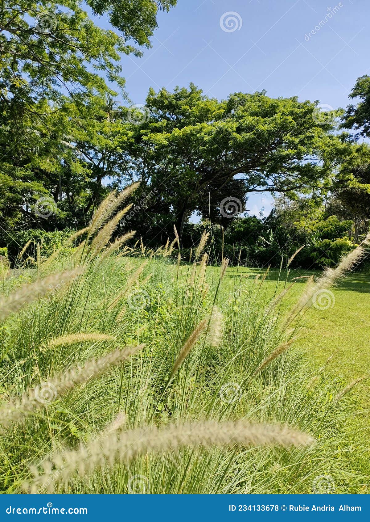 Grass forest bali stock photo. Image of grass, green - 234133678