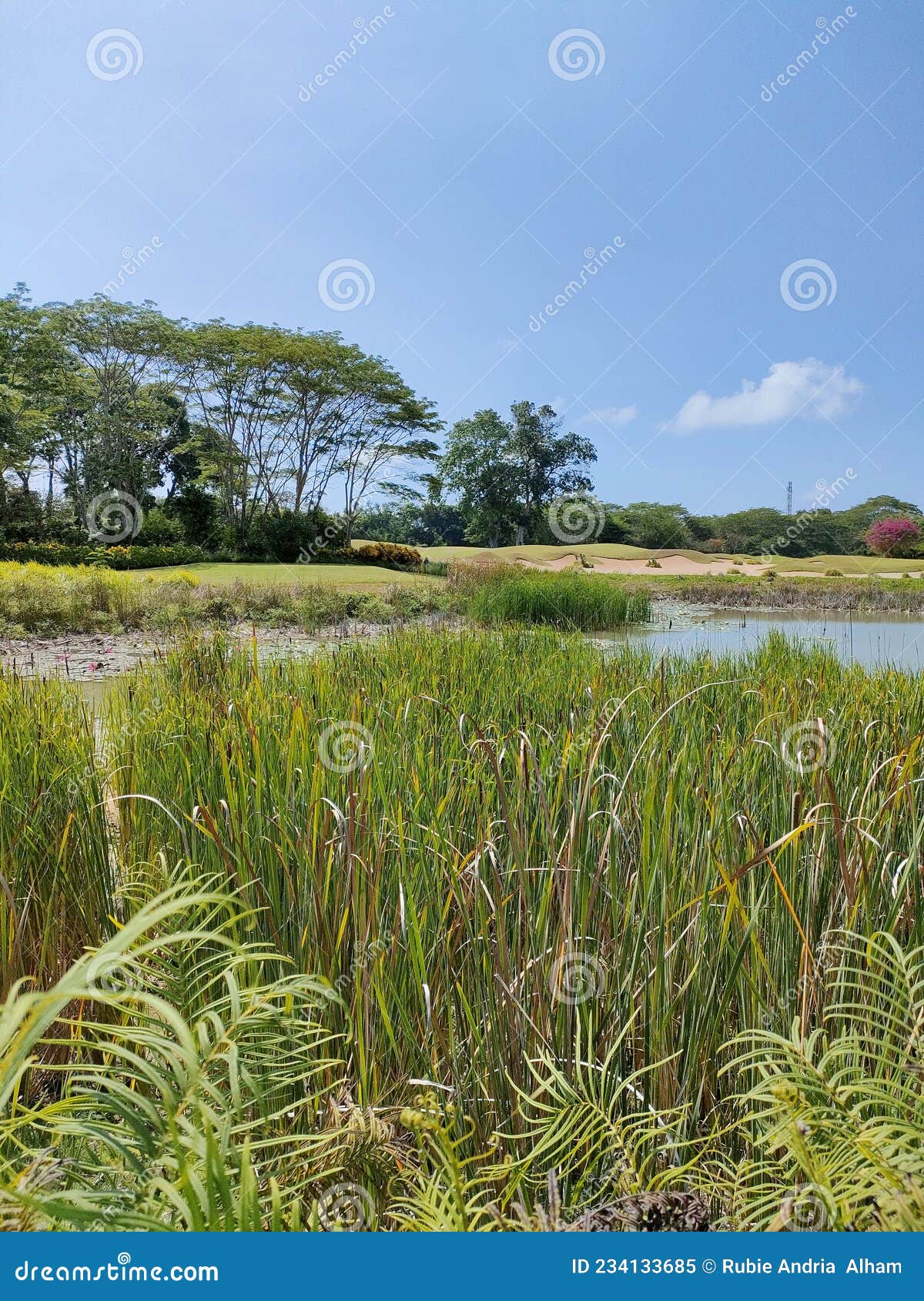 Grass forest bali stock image. Image of pasture, grass - 234133685