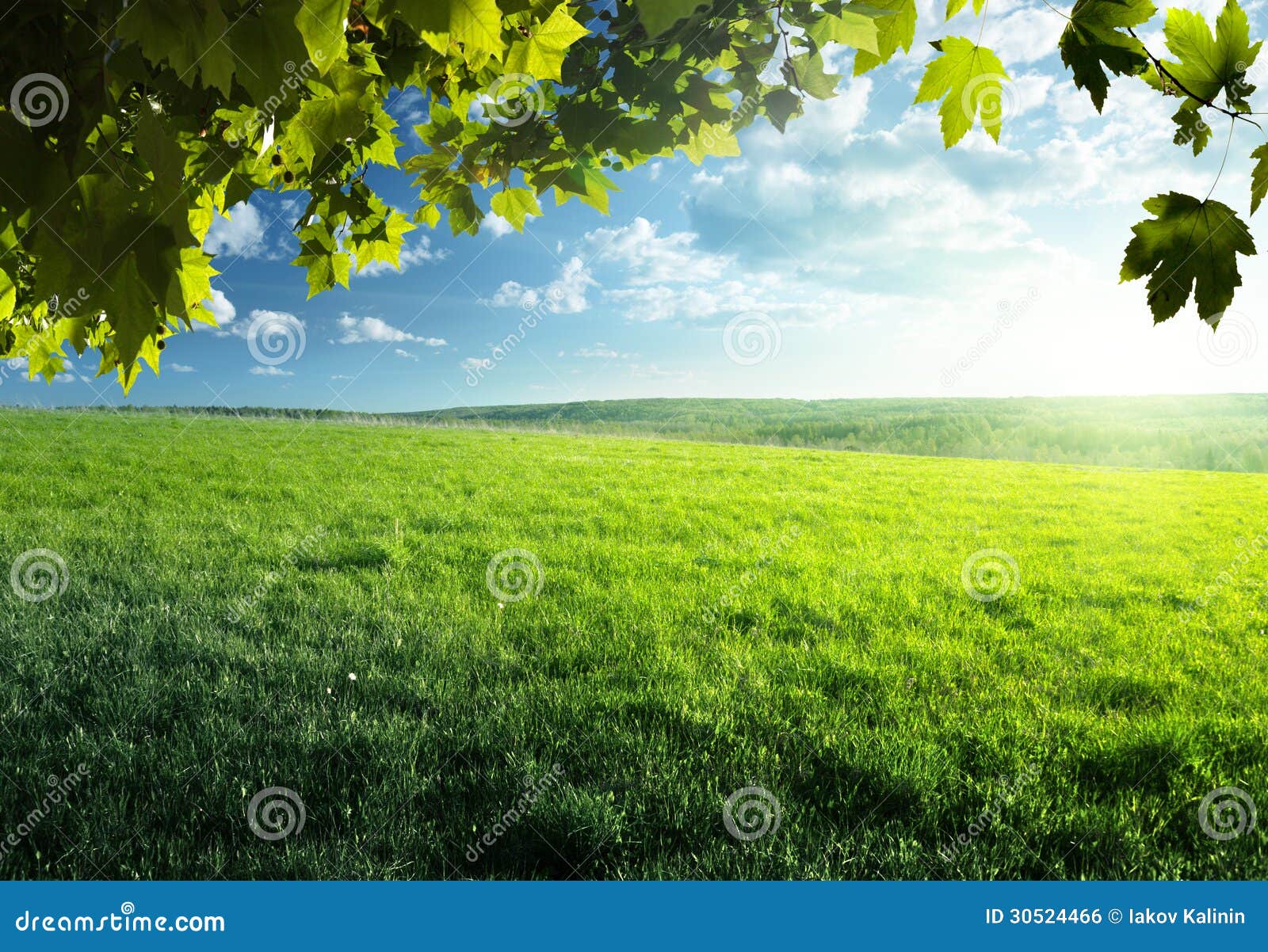 Grass and forest stock photo. Image of horizon, plain - 30524466