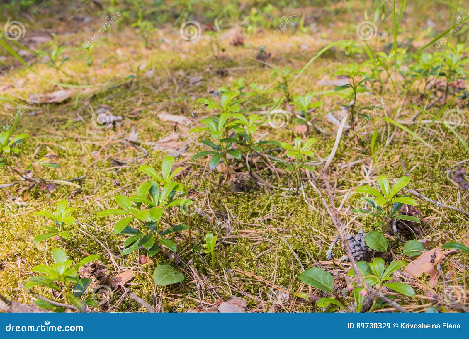 Grass in a forest stock image. Image of rural, rustic - 89730329