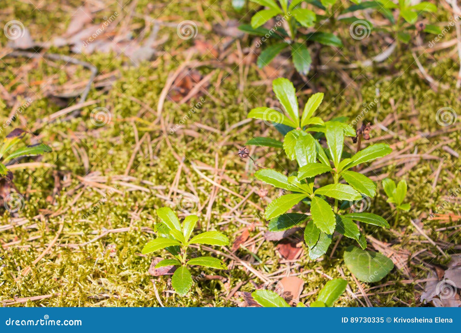 Grass in a forest stock image. Image of holiday, meadow - 89730335