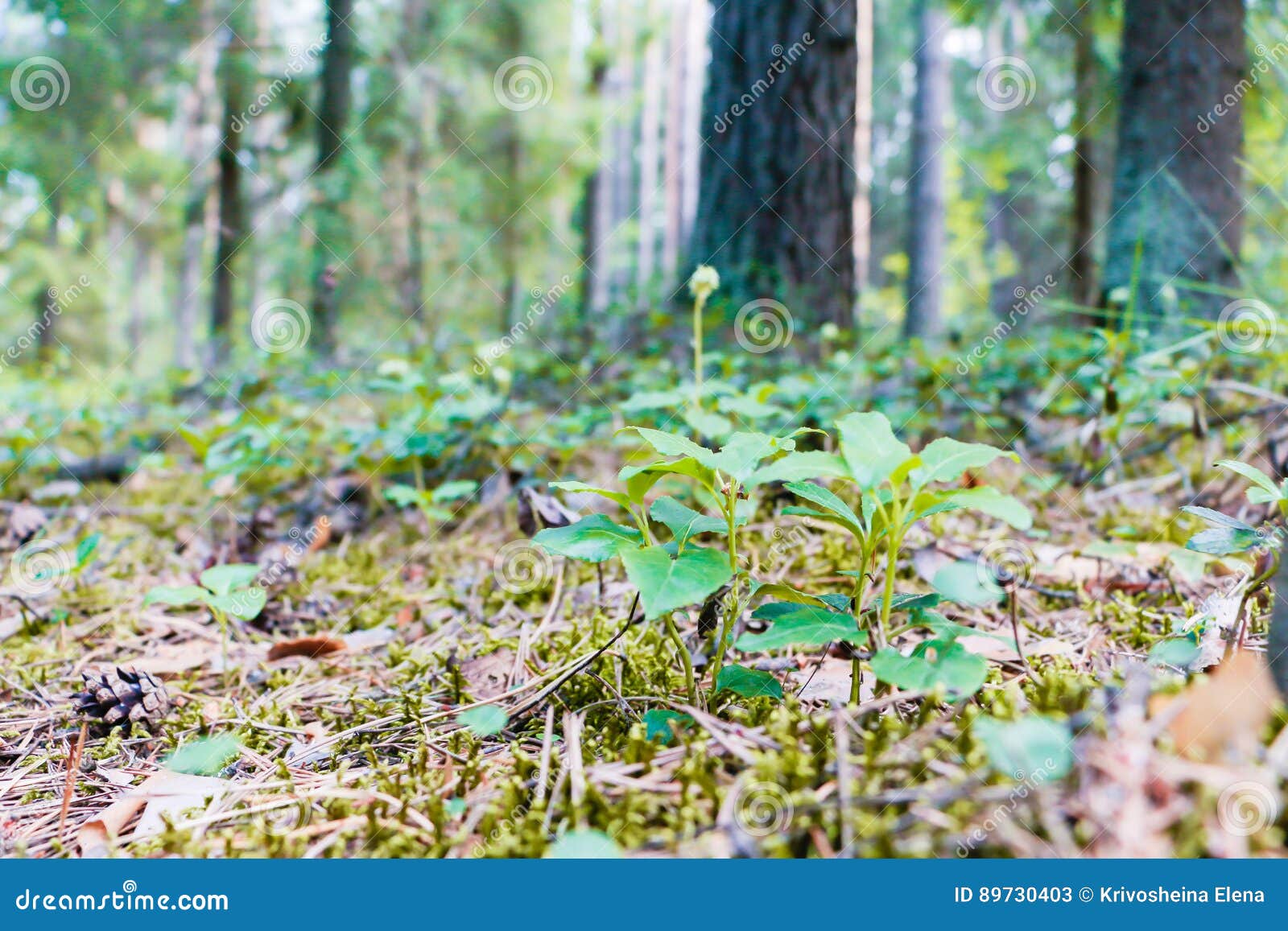 Grass in a forest stock image. Image of meadow, rustic - 89730403
