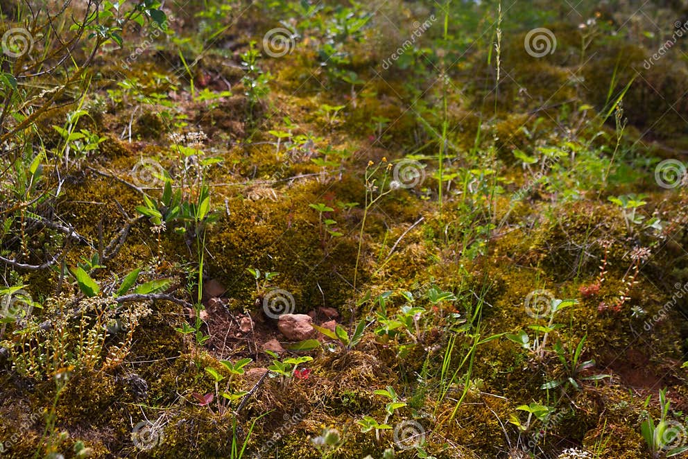 Grass in a forest stock photo. Image of rock, grass - 160443804