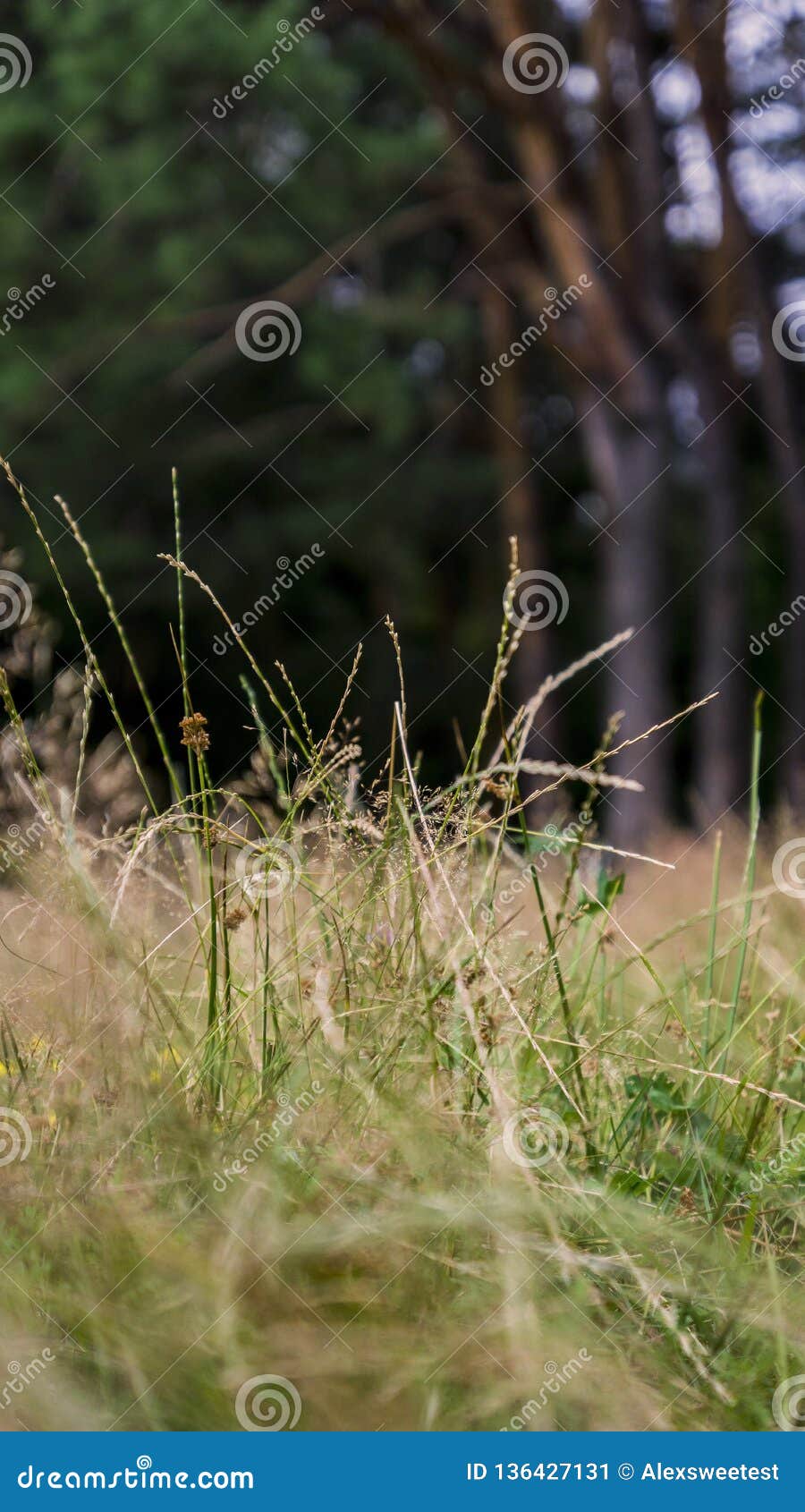 Grass in the forest stock image. Image of forest, environment - 136427131