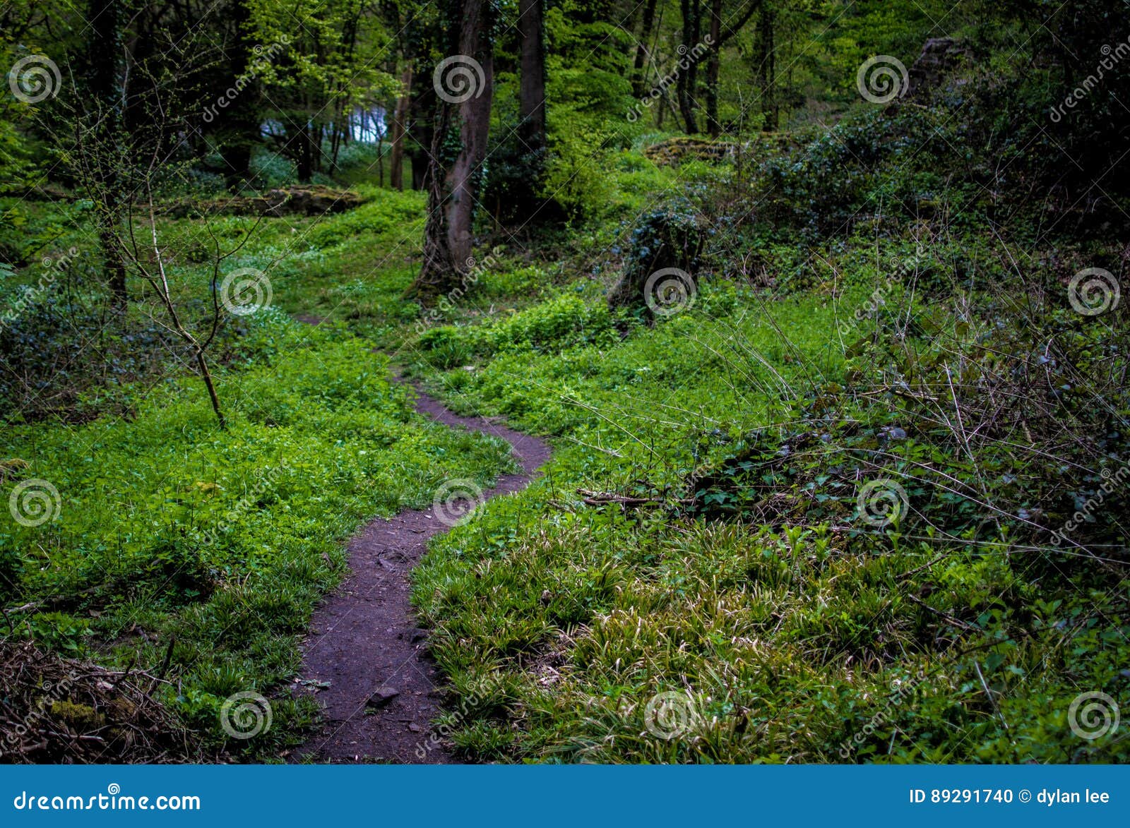 Grass in the forest stock photo. Image of path, green - 89291740