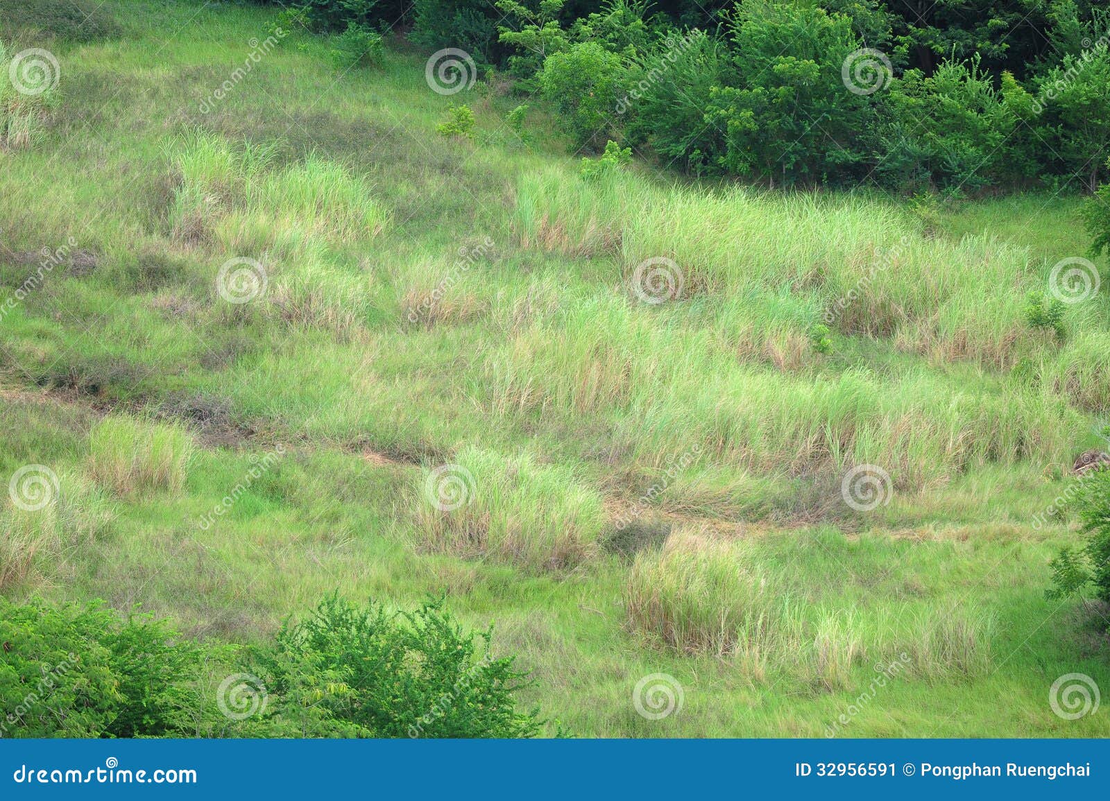 Grass in the forest stock image. Image of tourism, forest - 32956591