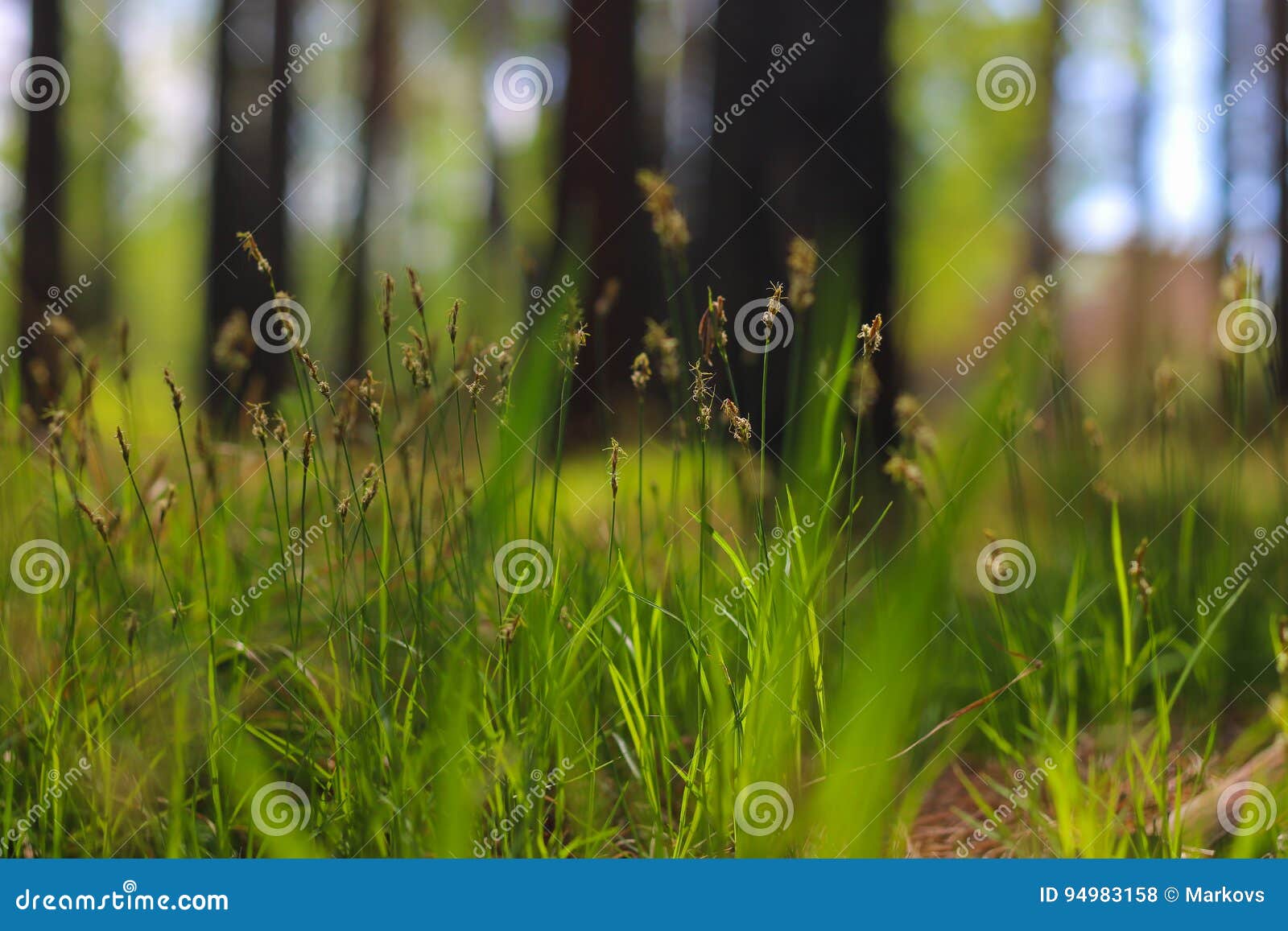 Grass in the forest stock photo. Image of freshness, nature - 94983158