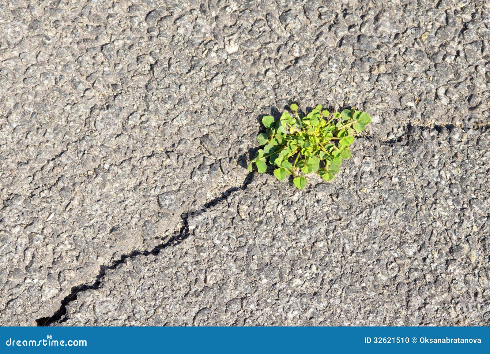 Grass on Fracture of Asphalt. Stock Photo - Image of grey, broken: 32621510