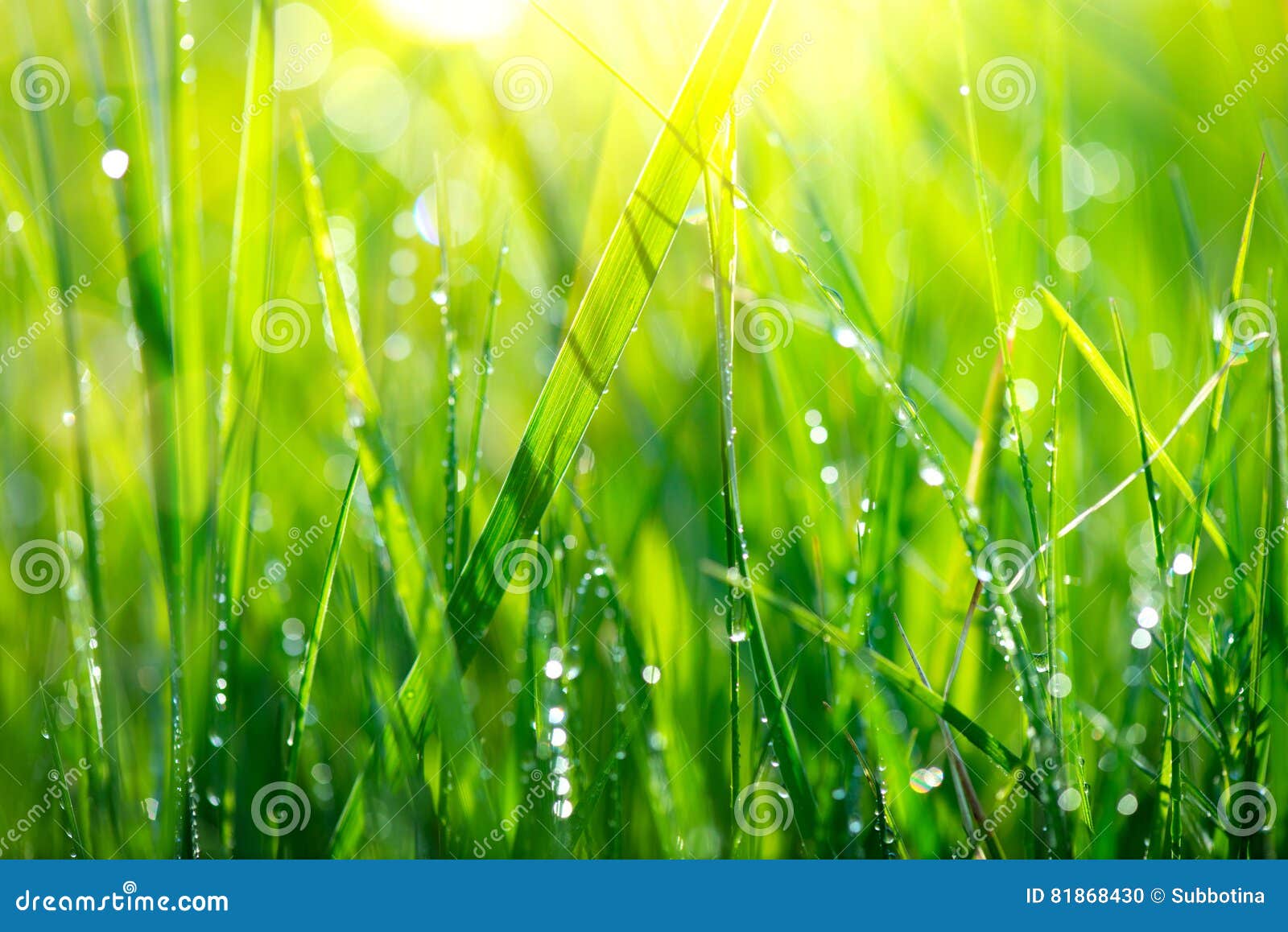 Grass. Fresh Green Spring Grass with Dew Drops Stock Photo - Image of ...