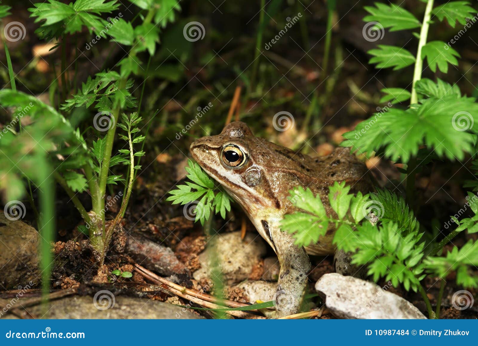Grass frog stock photo. Image of outdoors, ground, wildlife - 10987484