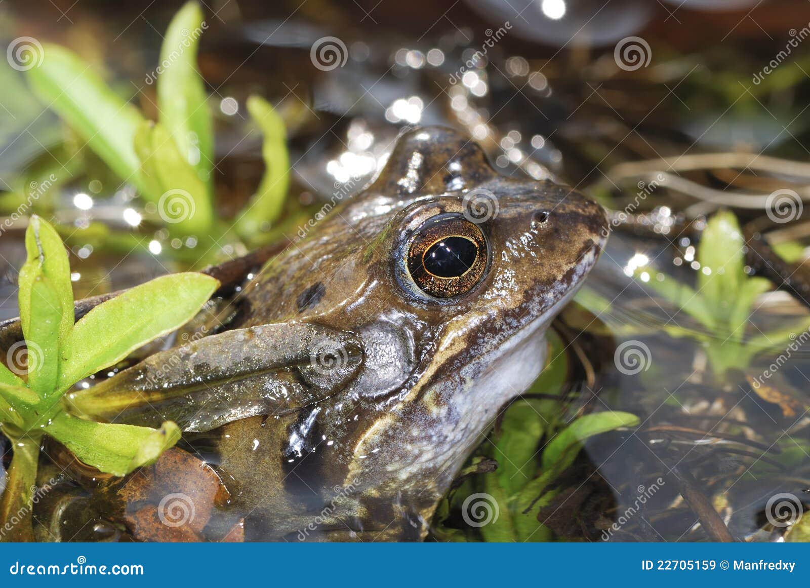 Grass frog stock image. Image of macro, pool, brown, grass - 22705159