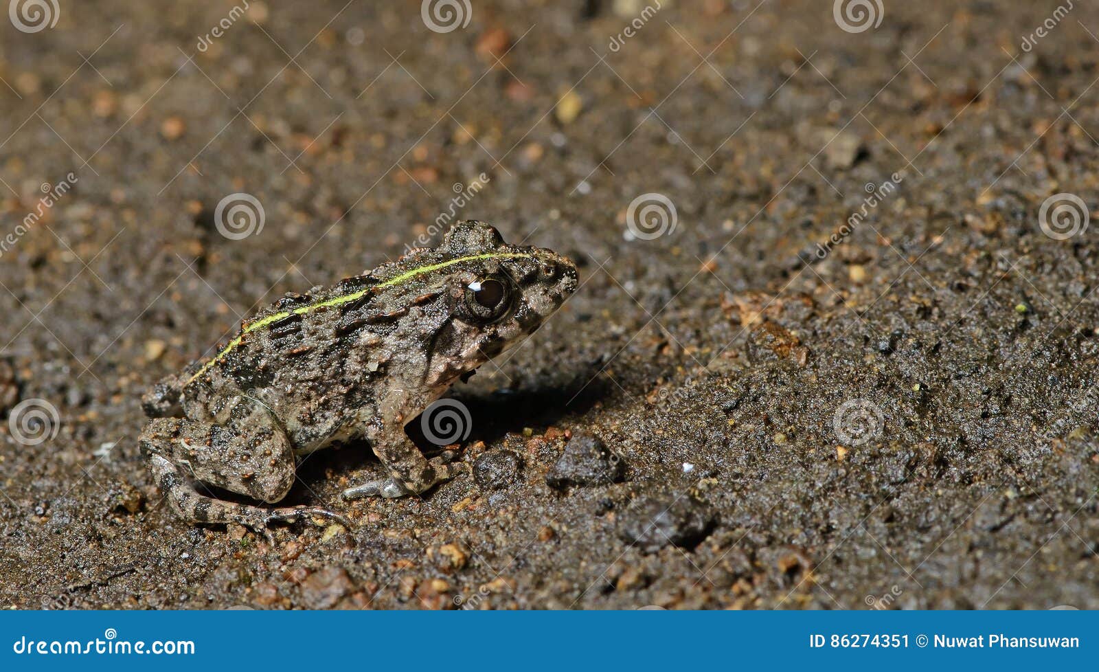 Grass Frog, Beautiful Frog, Frog on Sand Stock Image - Image of forest ...