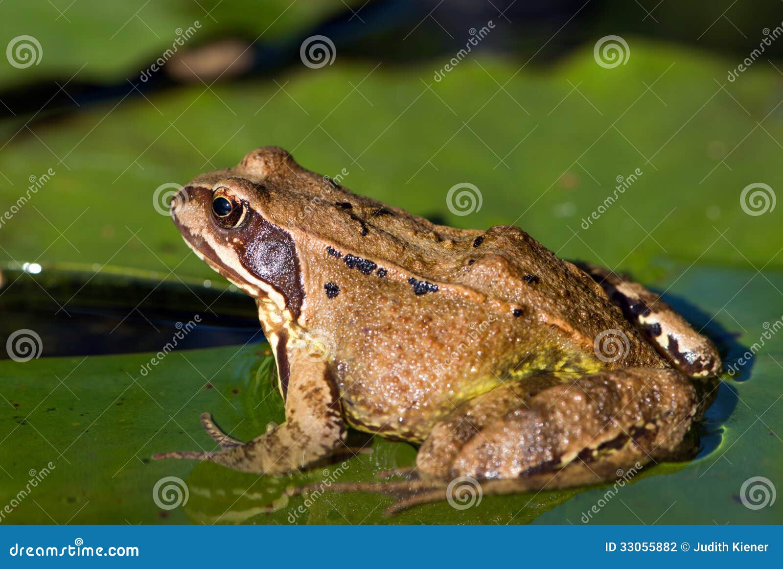 Grass Frog Royalty-Free Stock Image | CartoonDealer.com #33055882