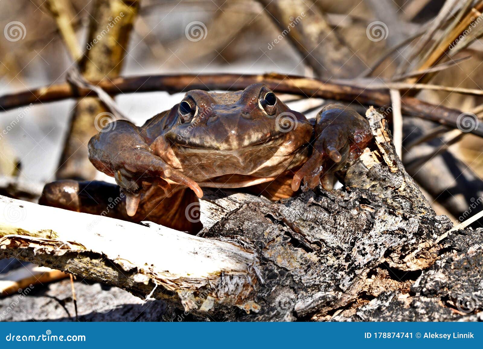 Grass frog on a tree trunk stock image. Image of tree - 178874741